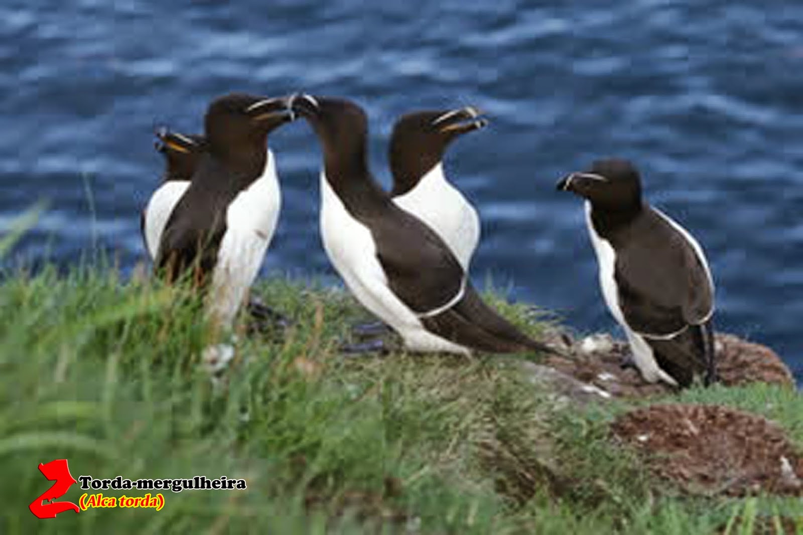 ORNITOLOGIA: Torda-mergulheira (Alca torda)